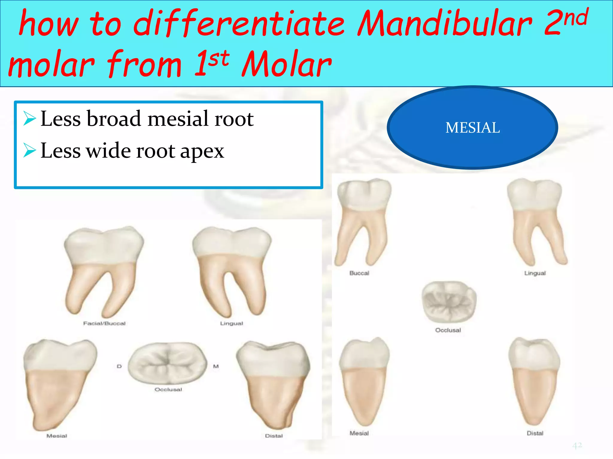 Tooth morphology...the architecture of part 3.....premolar and molar | PPTX