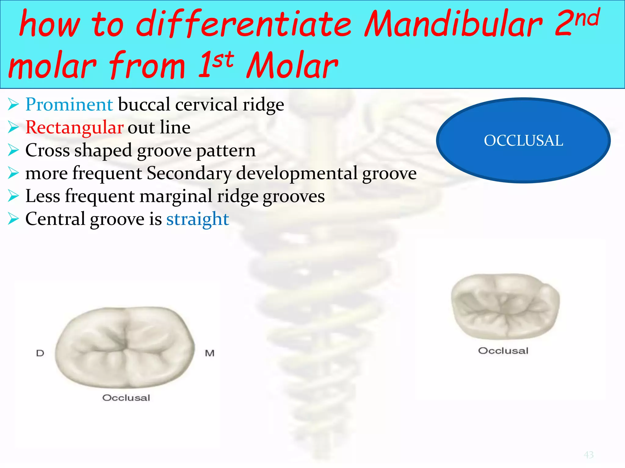 Tooth morphology...the architecture of part 3.....premolar and molar | PPTX