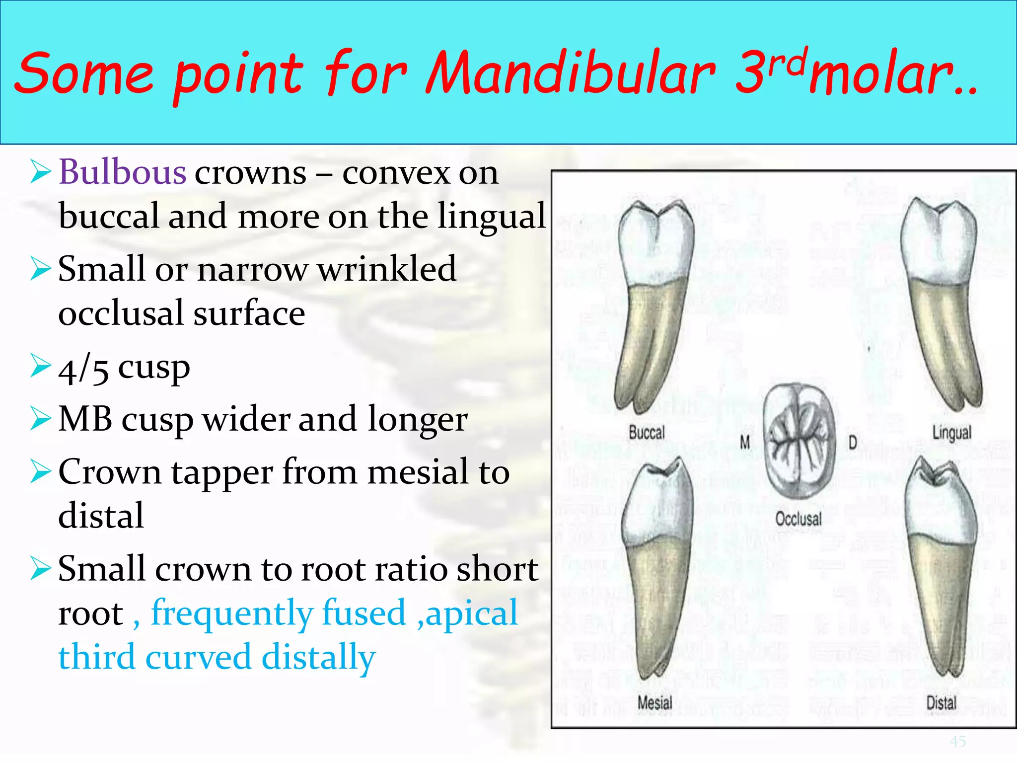 Tooth morphology...the architecture of part 3.....premolar and molar | PPTX