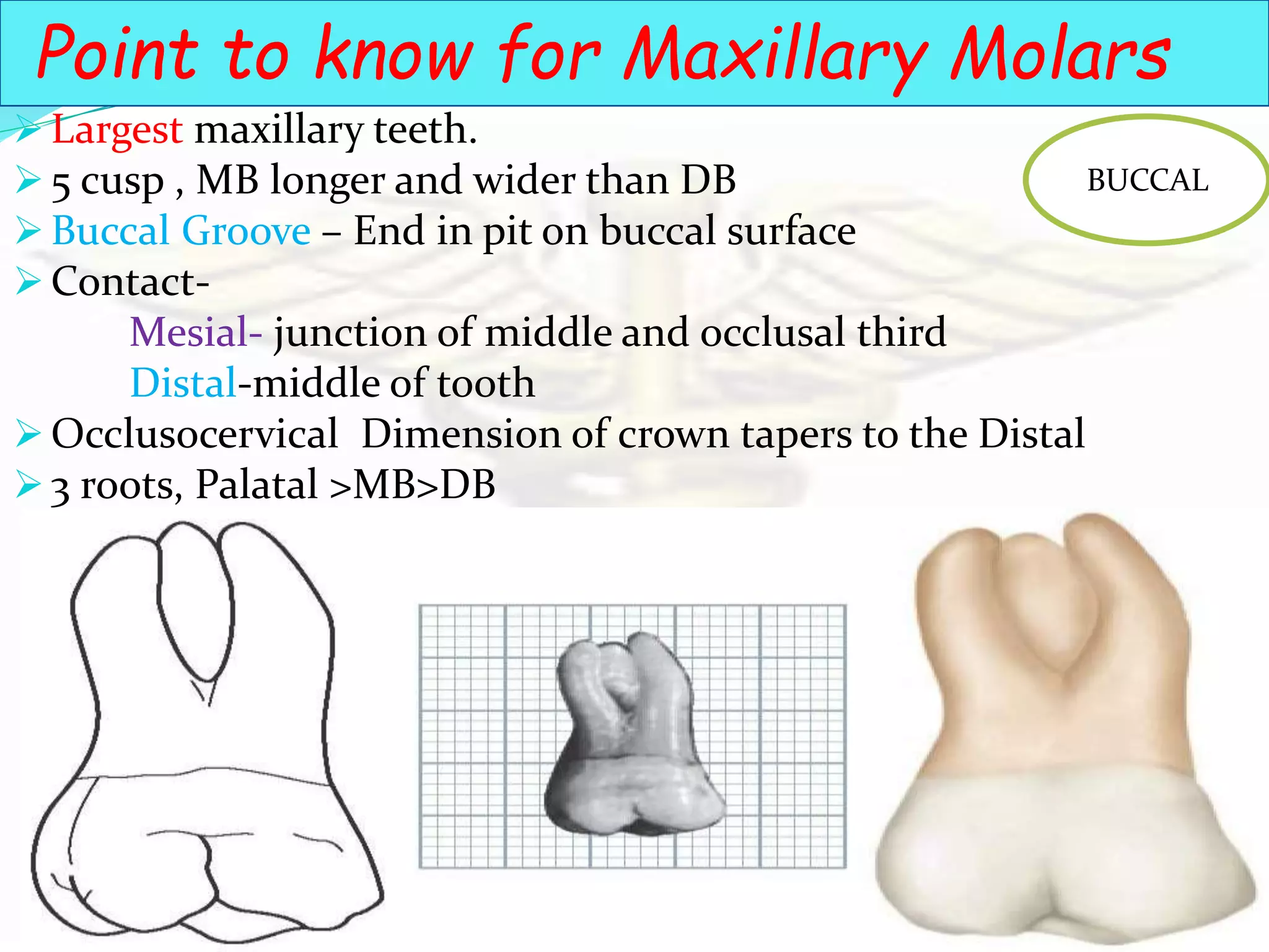 Tooth morphology...the architecture of part 3.....premolar and molar | PPTX