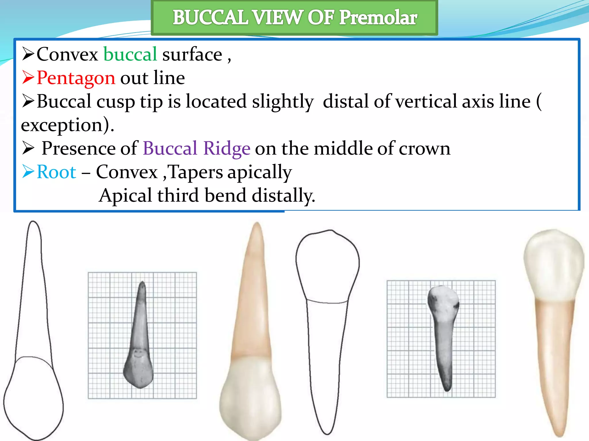 Tooth morphology...the architecture of part 3.....premolar and molar | PPTX