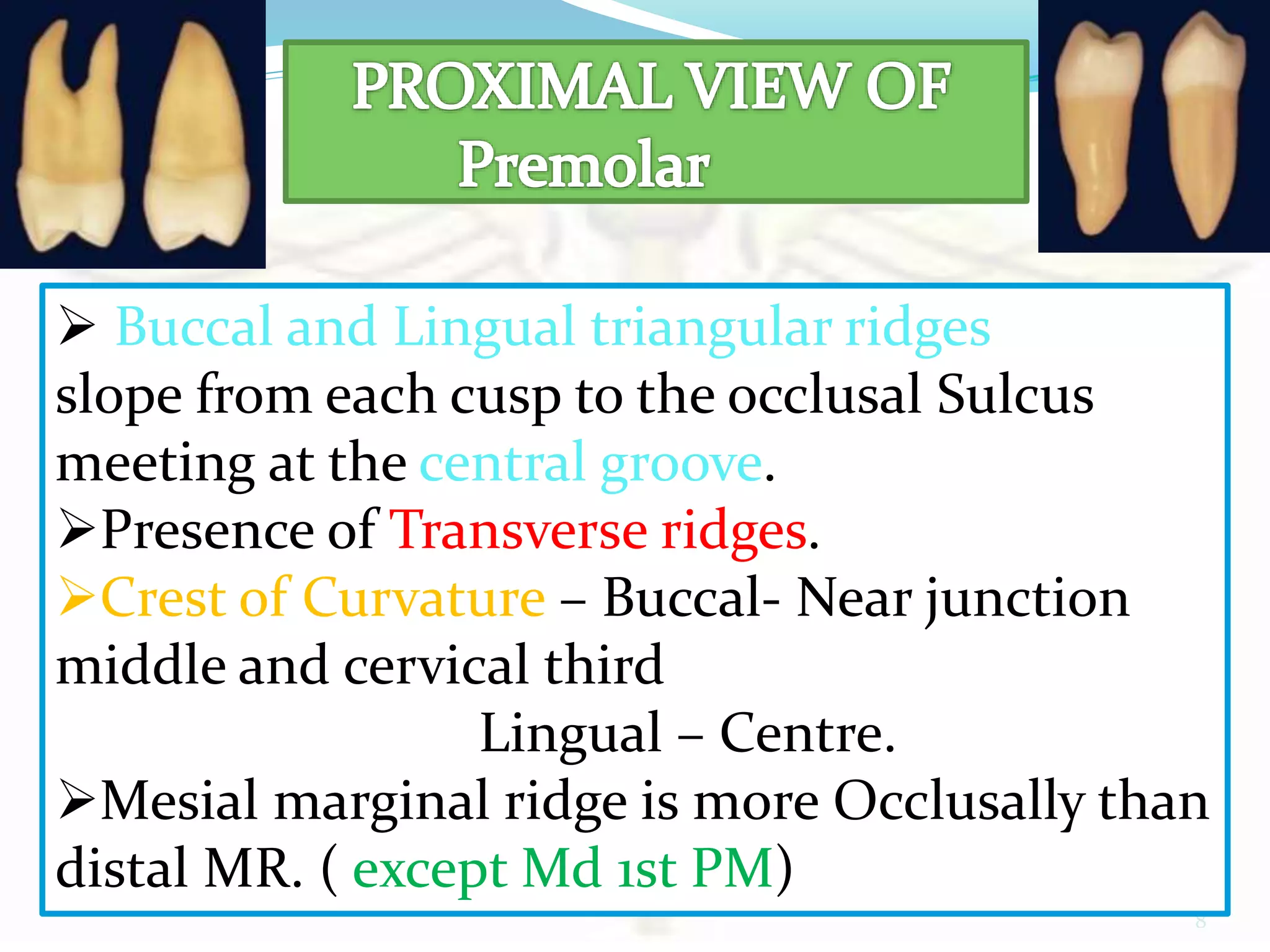 Tooth morphology...the architecture of part 3.....premolar and molar | PPTX