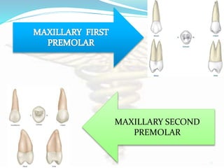 Tooth morphology...the architecture of part 3.....premolar and molar | PPTX