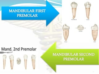 Tooth morphology...the architecture of part 3.....premolar and molar | PPTX