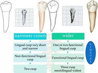 Tooth morphology...the architecture of part 3.....premolar and molar | PPTX