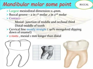 Tooth morphology...the architecture of part 3.....premolar and molar | PPTX