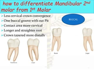 Tooth morphology...the architecture of part 3.....premolar and molar | PPTX