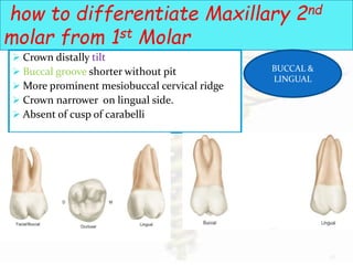Tooth morphology...the architecture of part 3.....premolar and molar | PPTX