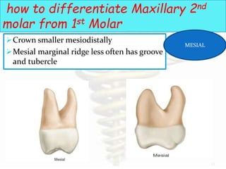 Tooth morphology...the architecture of part 3.....premolar and molar | PPTX