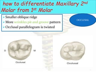 Tooth morphology...the architecture of part 3.....premolar and molar | PPTX
