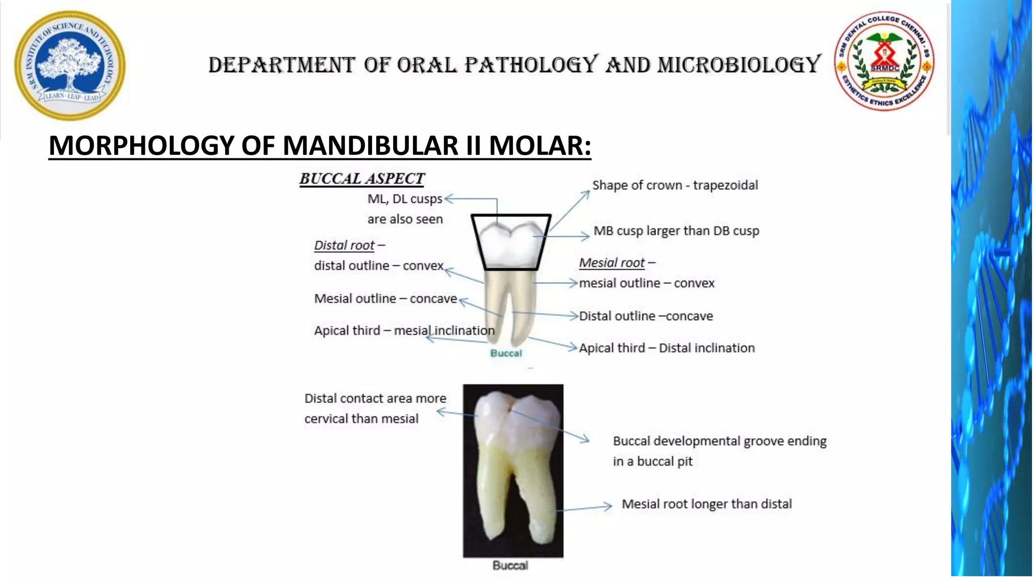 Tooth morphology-Permanent mandibular second molar - Divya B | PPT