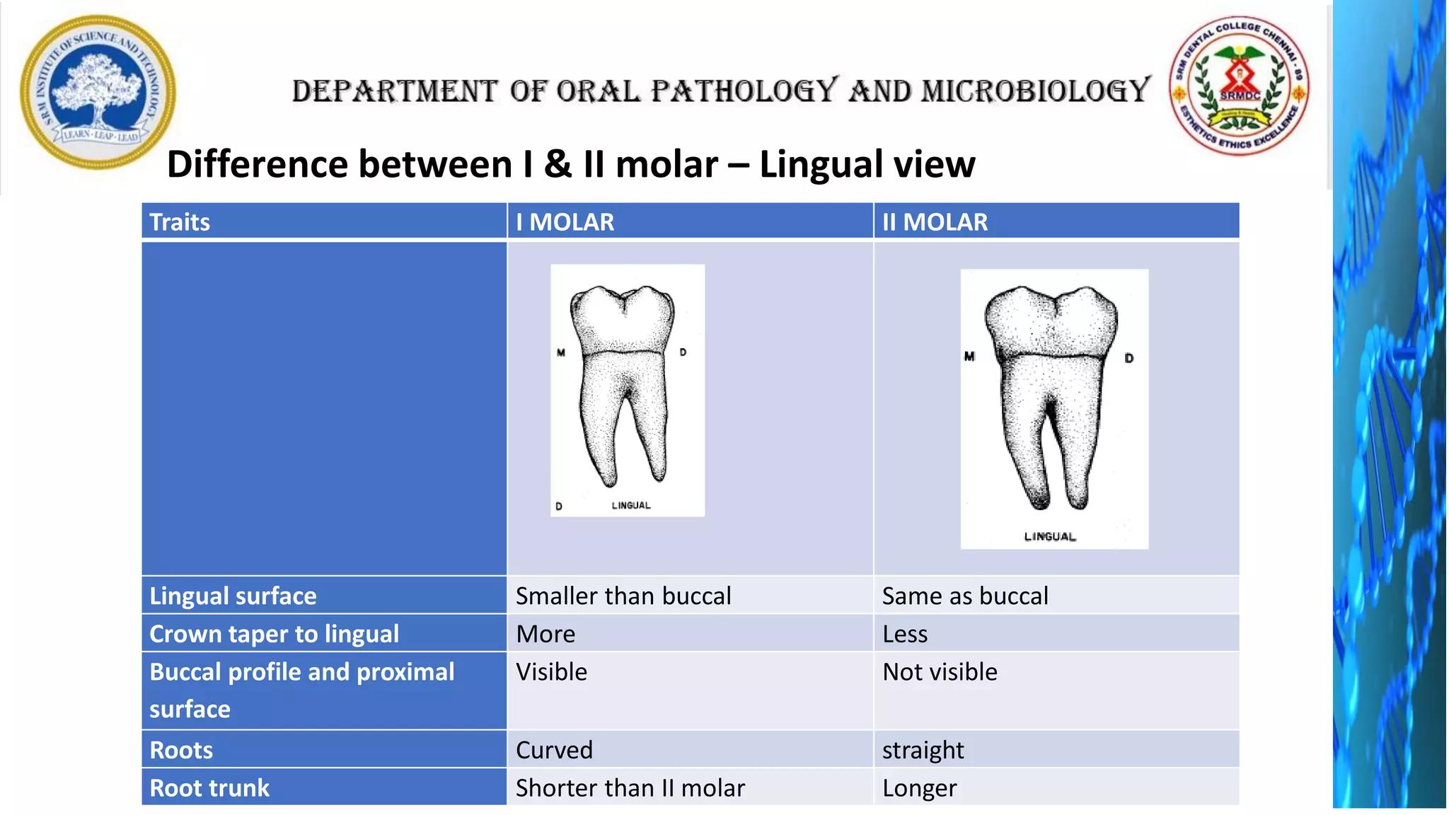 Tooth morphology-Permanent mandibular second molar - Divya B | PPT