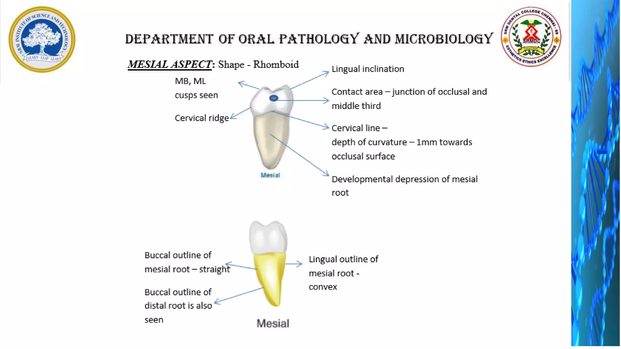 Tooth morphology-Permanent mandibular second molar - Divya B | PPT