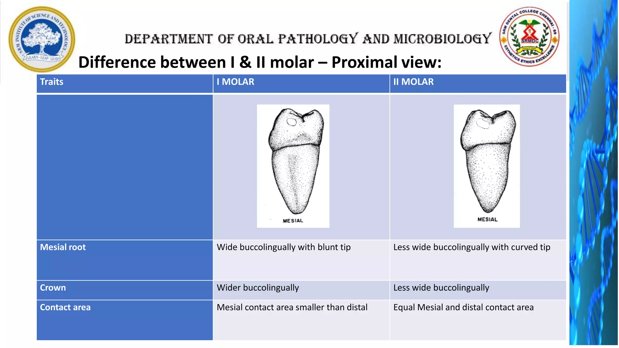 Tooth morphology-Permanent mandibular second molar - Divya B | PPT