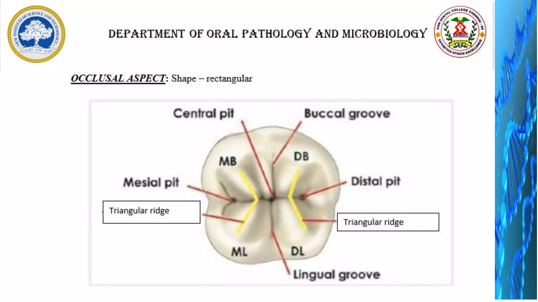 Tooth morphology-Permanent mandibular second molar - Divya B | PPT