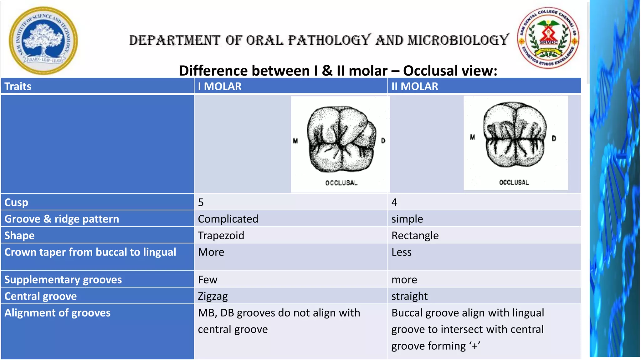 Tooth morphology-Permanent mandibular second molar - Divya B | PPT