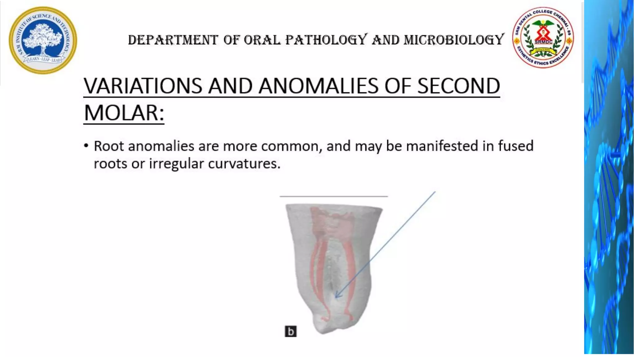 Tooth morphology-Permanent mandibular second molar - Divya B | PPT