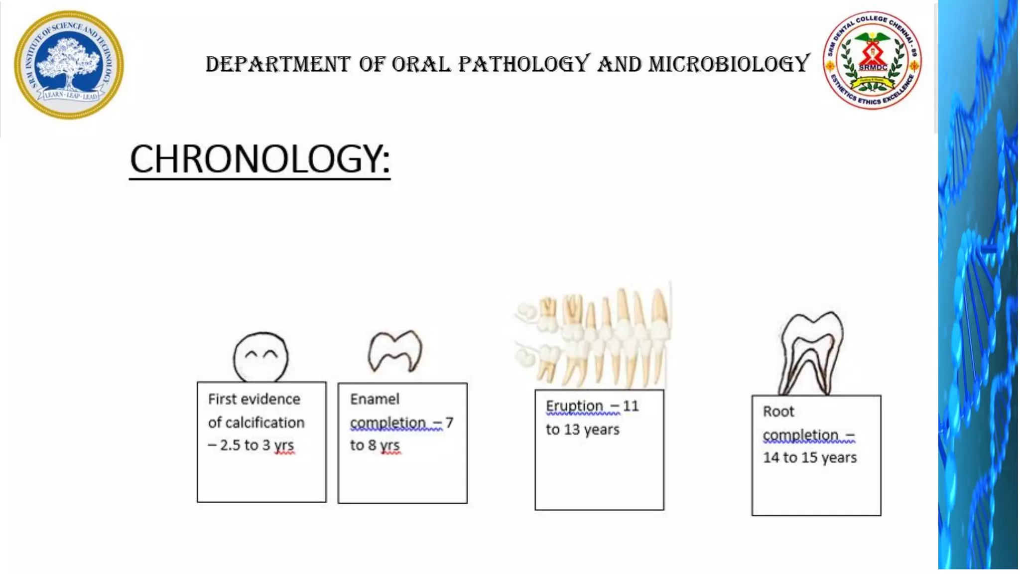 Tooth morphology-Permanent mandibular second molar - Divya B | PPT