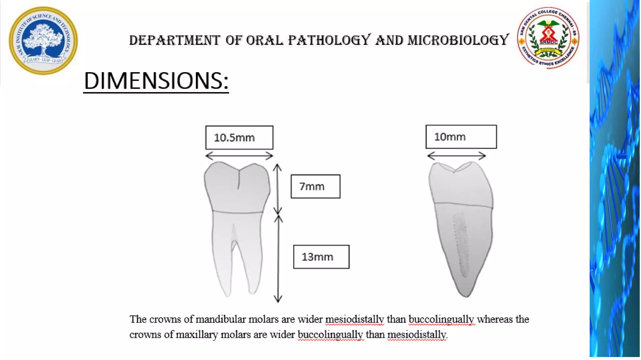 Tooth morphology-Permanent mandibular second molar - Divya B | PPT