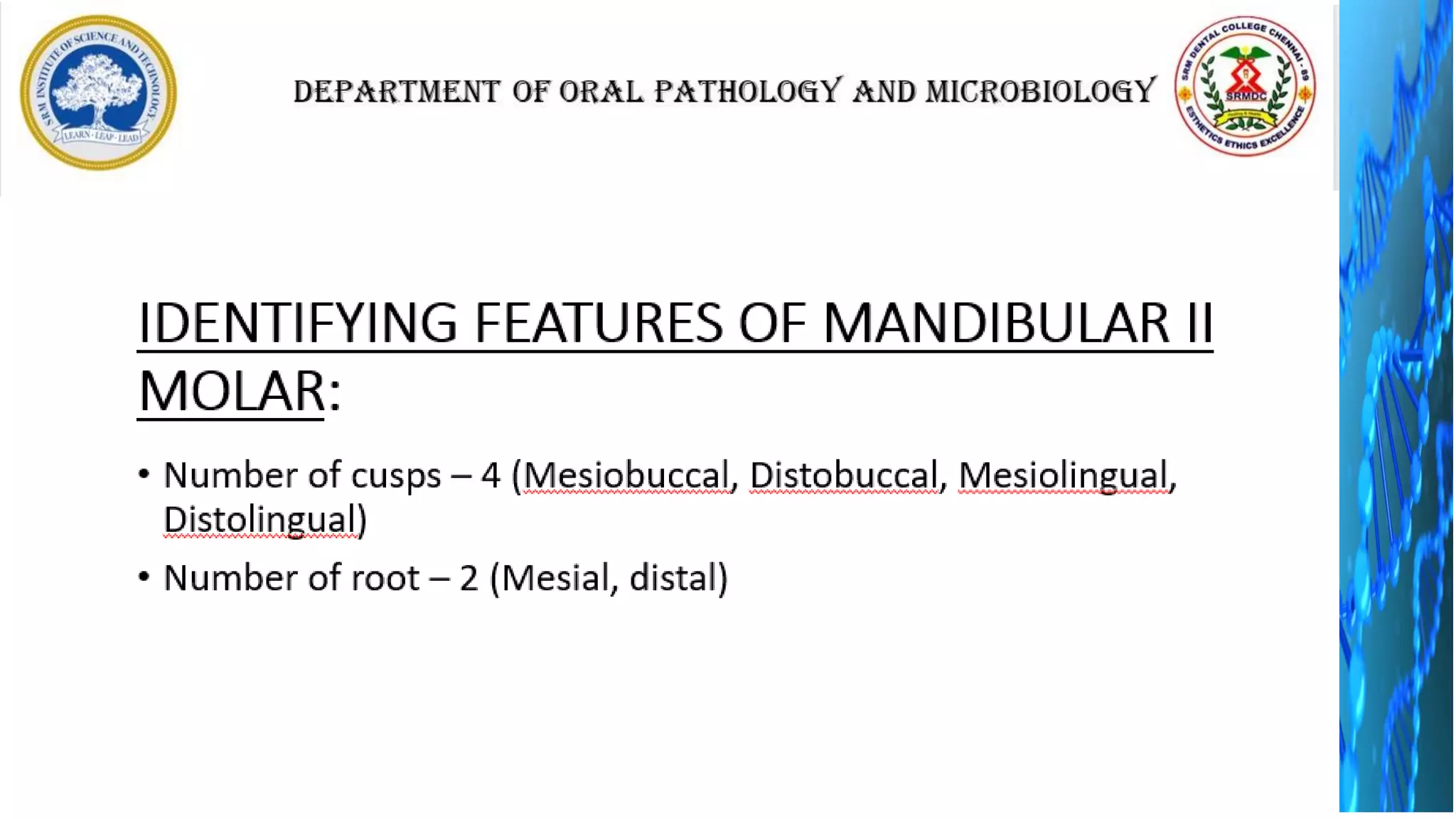 Tooth morphology-Permanent mandibular second molar - Divya B | PPT