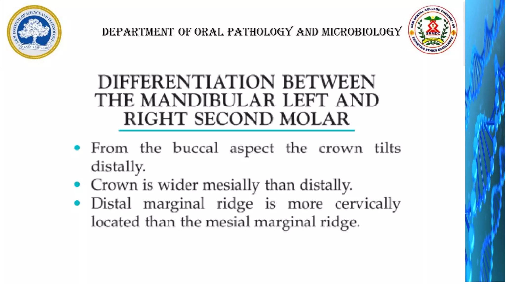 Tooth morphology-Permanent mandibular second molar - Divya B | PPT