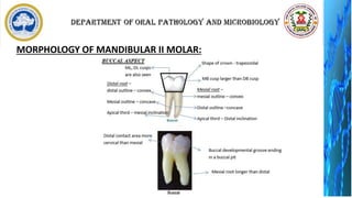 Tooth morphology-Permanent mandibular second molar - Divya B | PDF