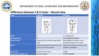 Tooth morphology-Permanent mandibular second molar - Divya B | PDF