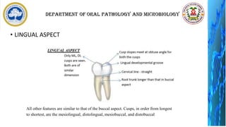 Tooth morphology-Permanent mandibular second molar - Divya B | PPT