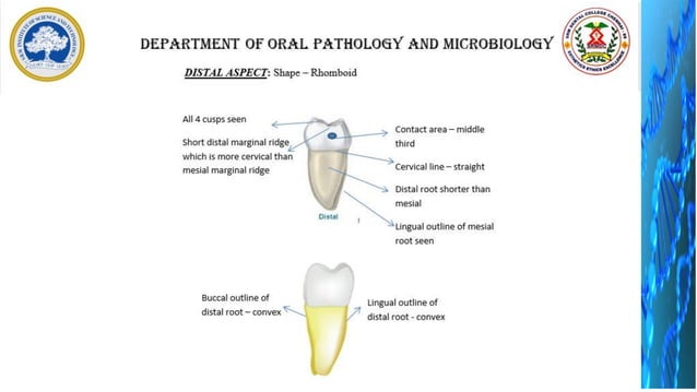 Tooth morphology-Permanent mandibular second molar - Divya B | PPT