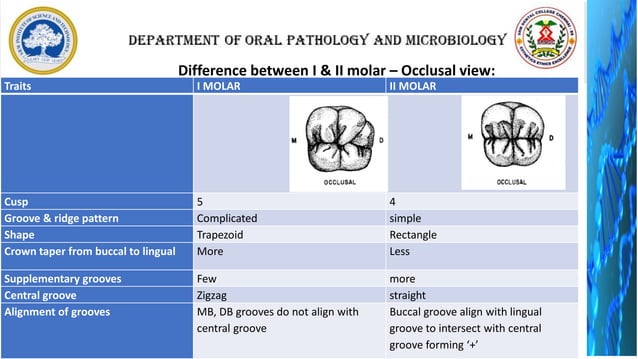 Tooth morphology-Permanent mandibular second molar - Divya B | PPT