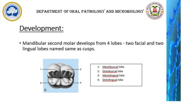 Tooth morphology-Permanent mandibular second molar - Divya B | PPT