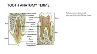 tooth morphology and forms Dental anatomy pdf | PDF