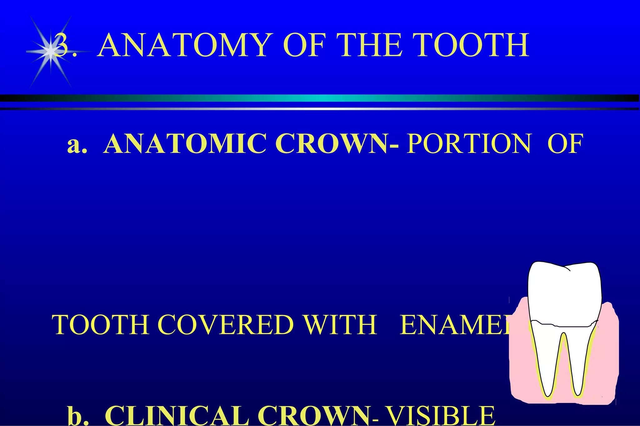 Tooth morphology and Intra oral anatomy | PPT