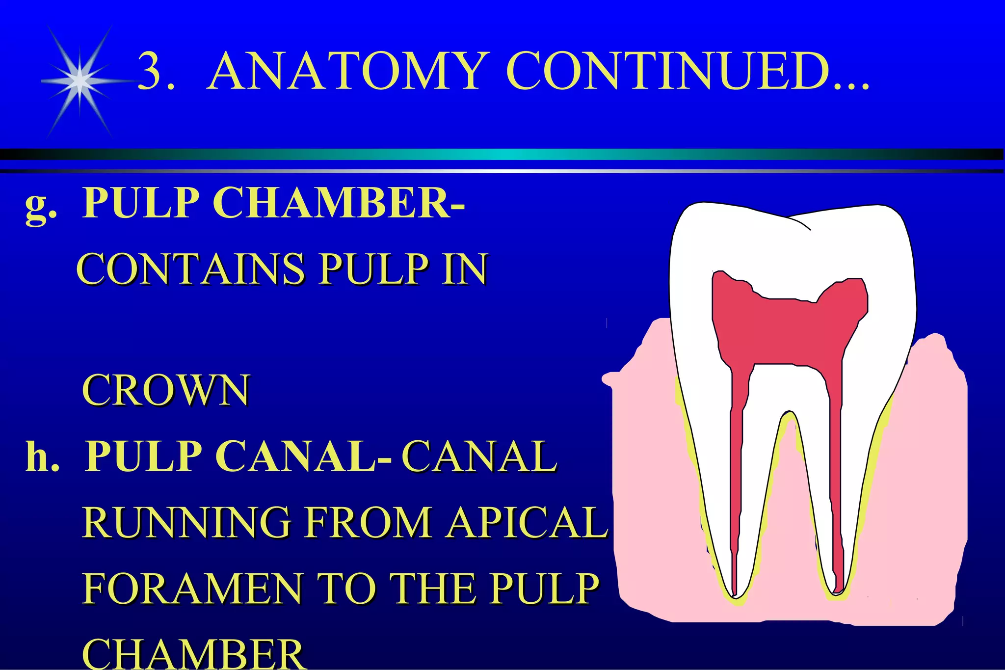 Tooth morphology and Intra oral anatomy | PPT