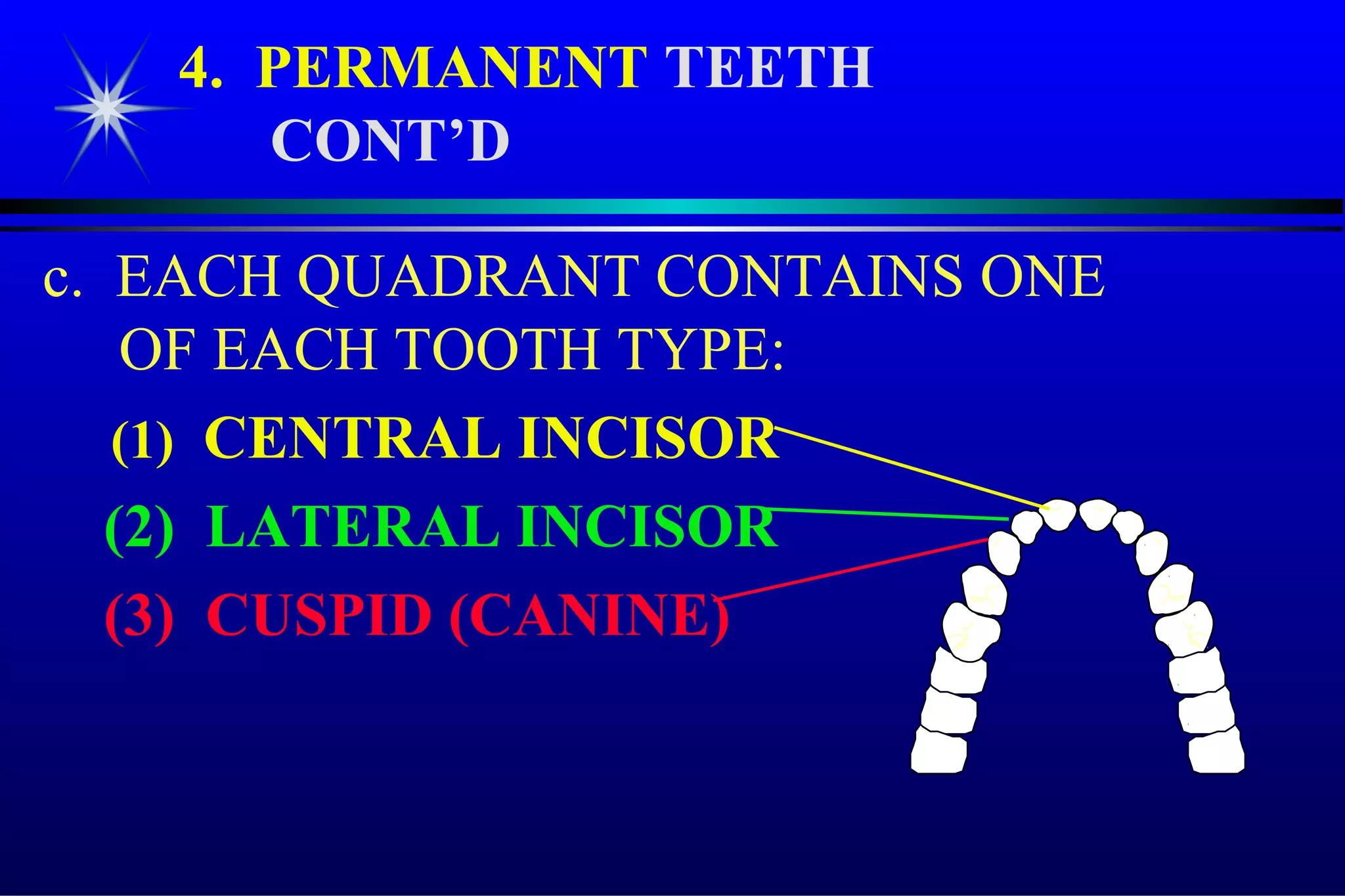Tooth morphology and Intra oral anatomy | PPT