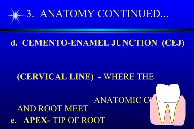 Tooth morphology and Intra oral anatomy | PPT | Dental Health ...