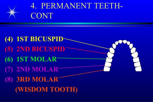 Tooth morphology and Intra oral anatomy | PPT | Dental Health ...