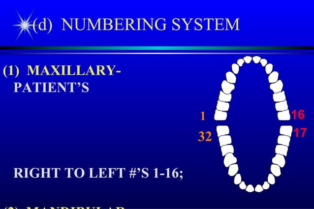 Tooth morphology and Intra oral anatomy | PPT | Dental Health ...