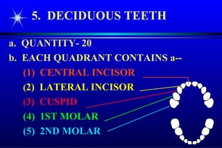 Tooth morphology and Intra oral anatomy | PPT