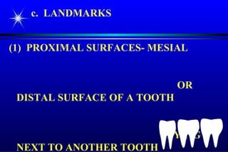 Tooth morphology and Intra oral anatomy | PPT