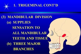 Tooth morphology and Intra oral anatomy | PPT