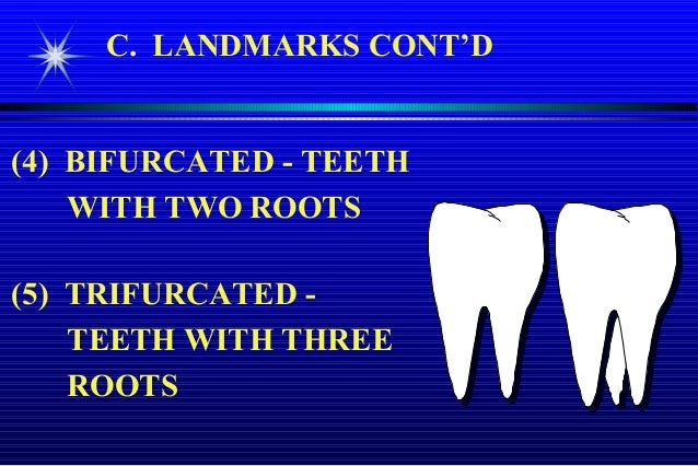 Tooth morphology and Intra oral anatomy