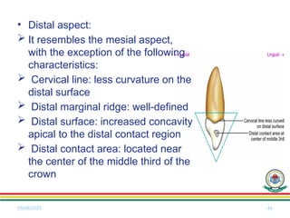 Tooth Morphology Anterior teeth Chepesi.pptx