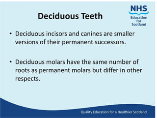 Dental Anatomy and landmarks of different teeth | PPTX