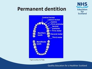Dental Anatomy and landmarks of different teeth | PPTX