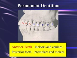 Dental Anatomy and landmarks of different teeth | PPTX