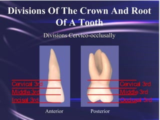 Dental Anatomy and landmarks of different teeth | PPTX