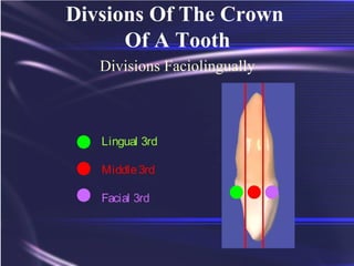 Dental Anatomy and landmarks of different teeth | PPTX