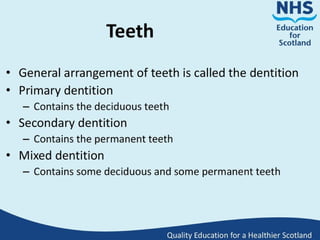 Dental Anatomy and landmarks of different teeth | PPTX