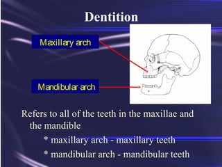Dental Anatomy and landmarks of different teeth | PPTX